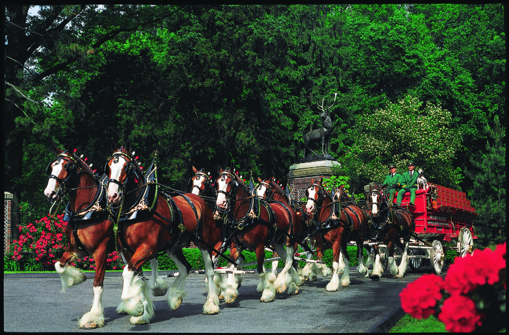 Budweiser Clydesdales in Savannah - Savannah Master Calendar